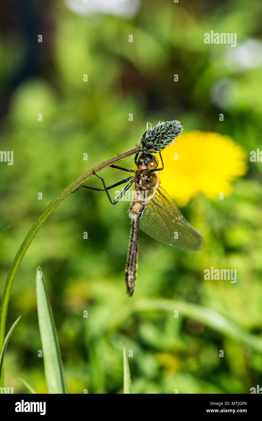 A recently emerged dragonfly clinging to a plant stem Stock Photo - Alamy