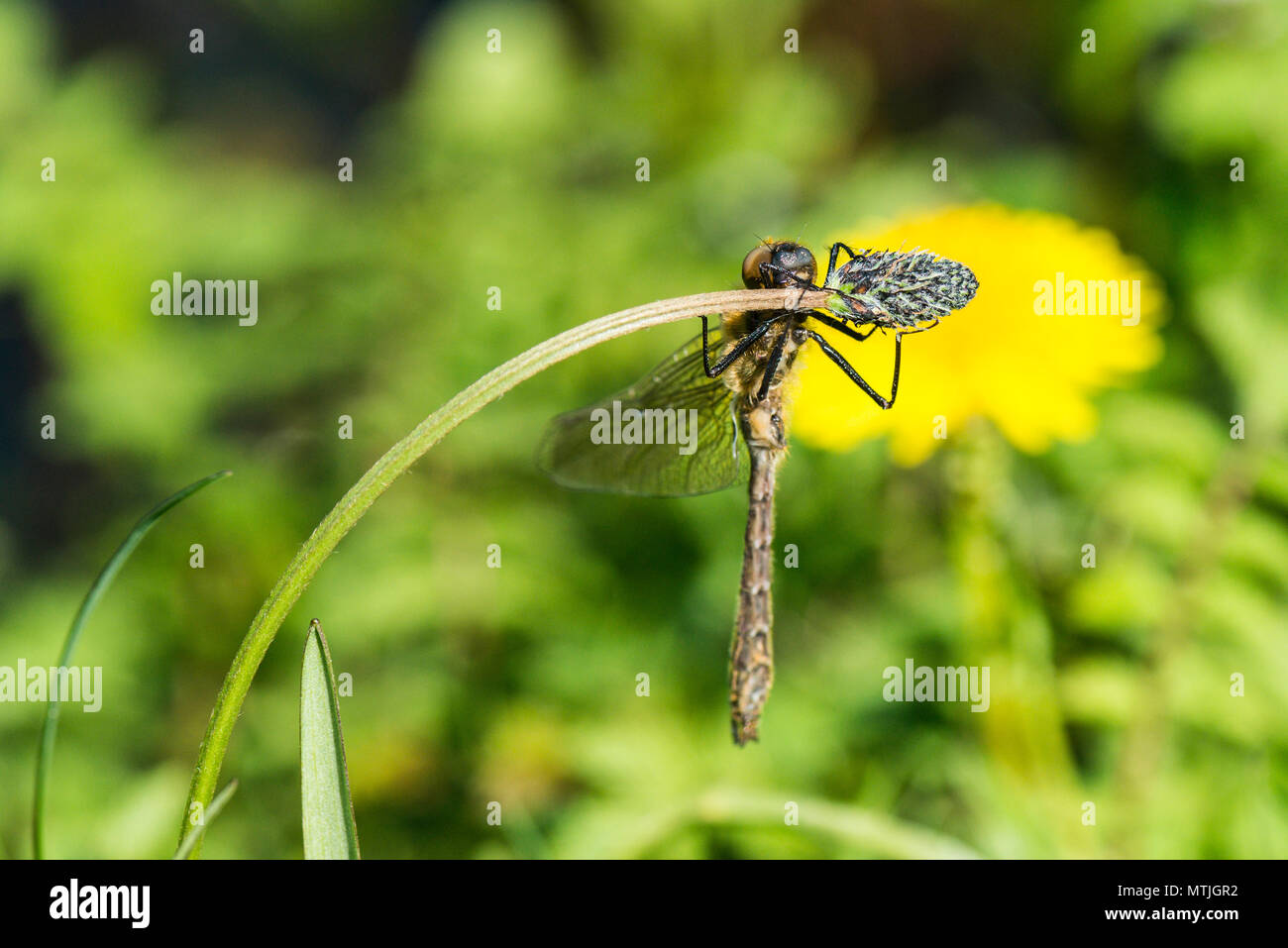 A recently emerged dragonfly clinging to a plant stem Stock Photo - Alamy