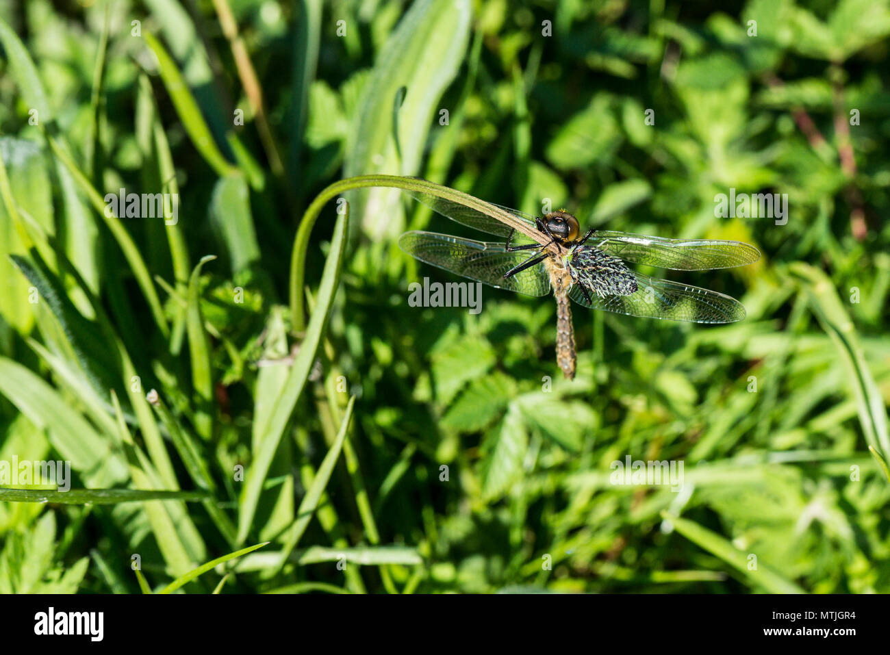 A recently emerged dragonfly clinging to a plant stem Stock Photo - Alamy