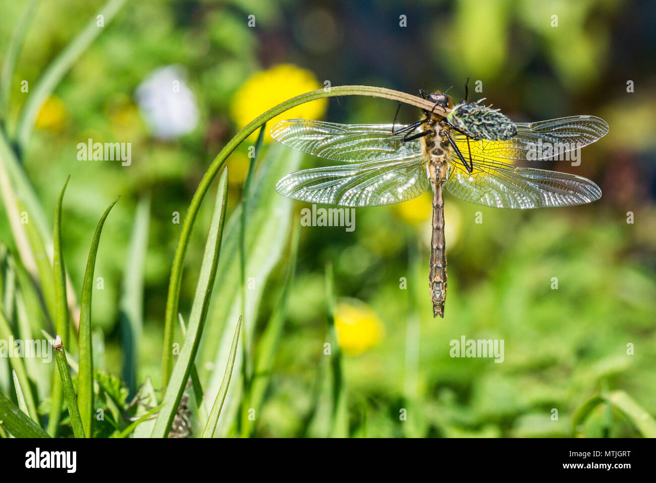 A recently emerged dragonfly clinging to a plant stem Stock Photo - Alamy