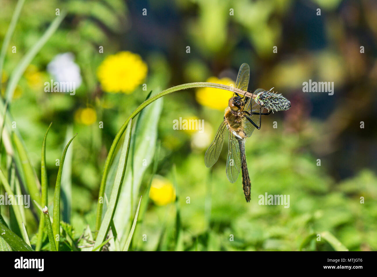 A recently emerged dragonfly clinging to a plant stem Stock Photo - Alamy