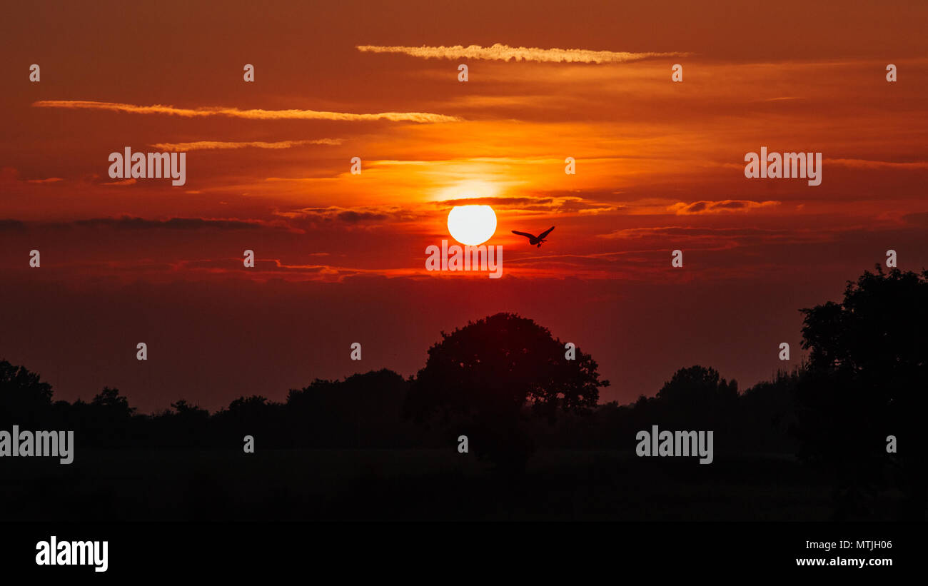 Barn Owl against sunset Stock Photo - Alamy