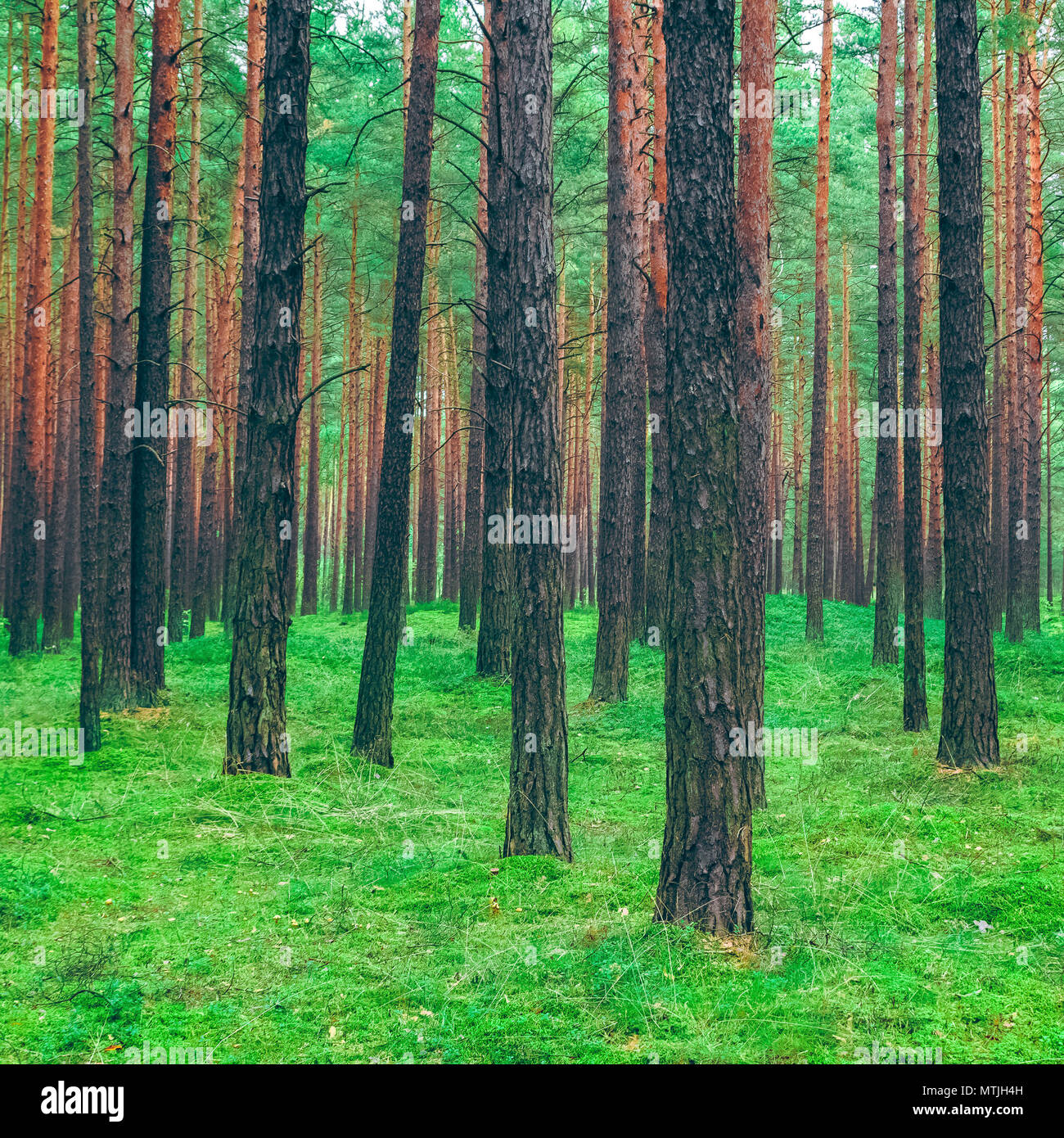 Beautiful nature. Central Europe pine forest. Green landscape Stock ...