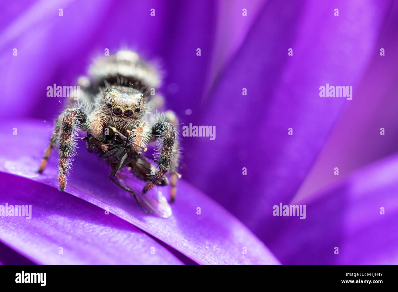 Spider vs fly hi-res stock photography and images - Alamy
