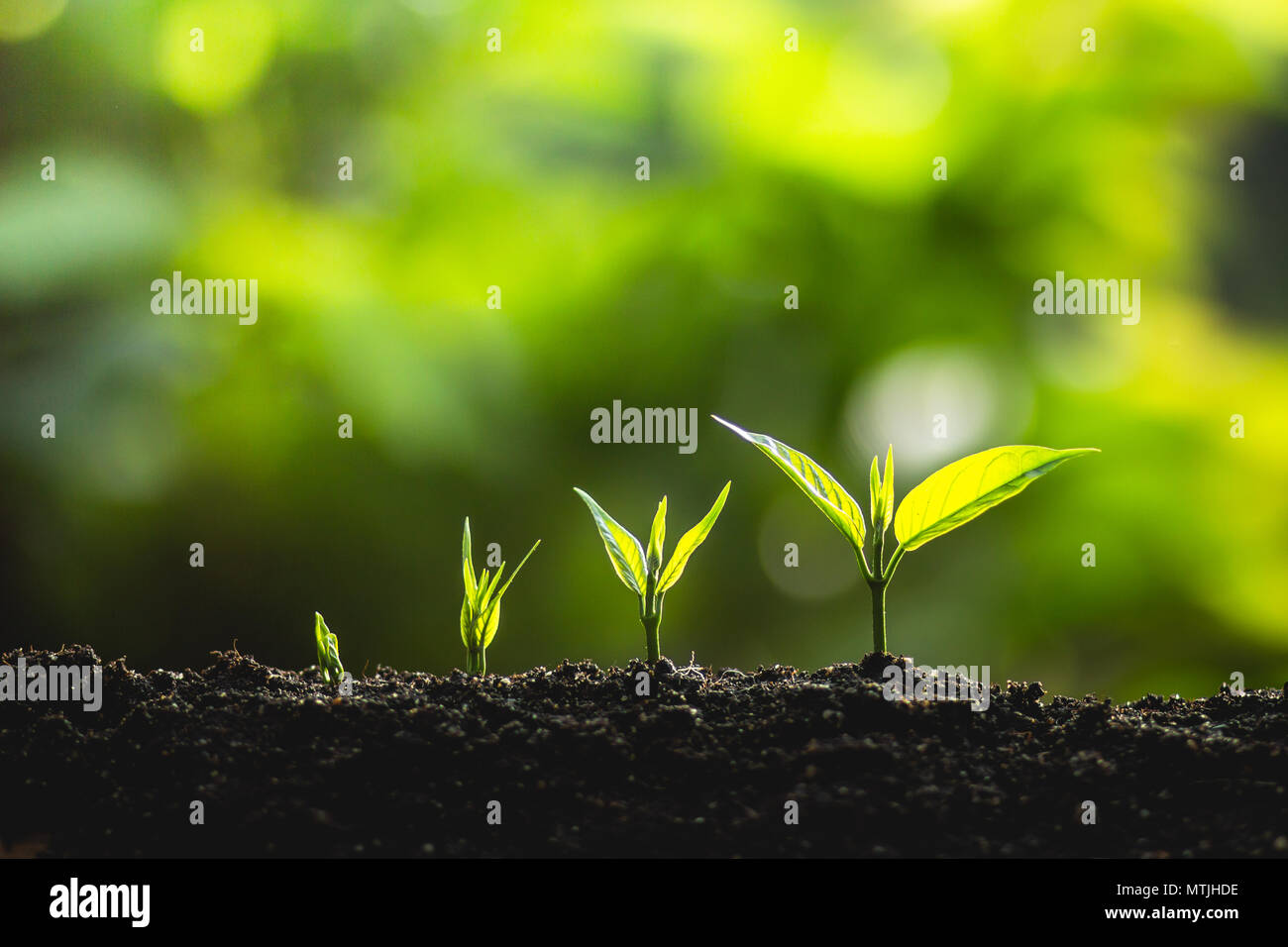 Planting trees Tree Care save world,The hands are protecting the ...