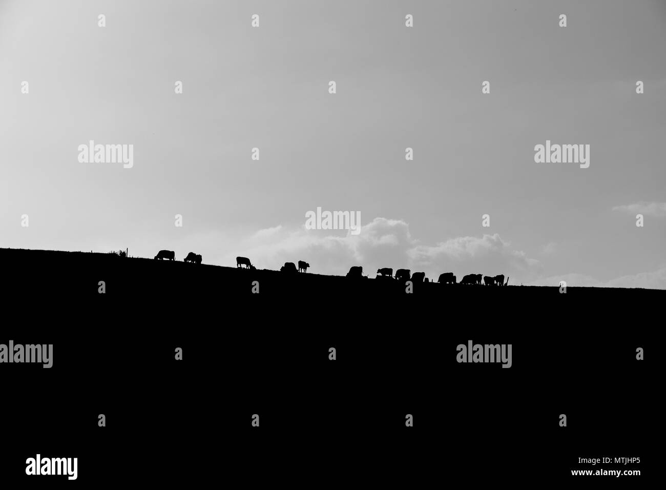 Field in spring top Black and White Stock Photos & Images - Alamy