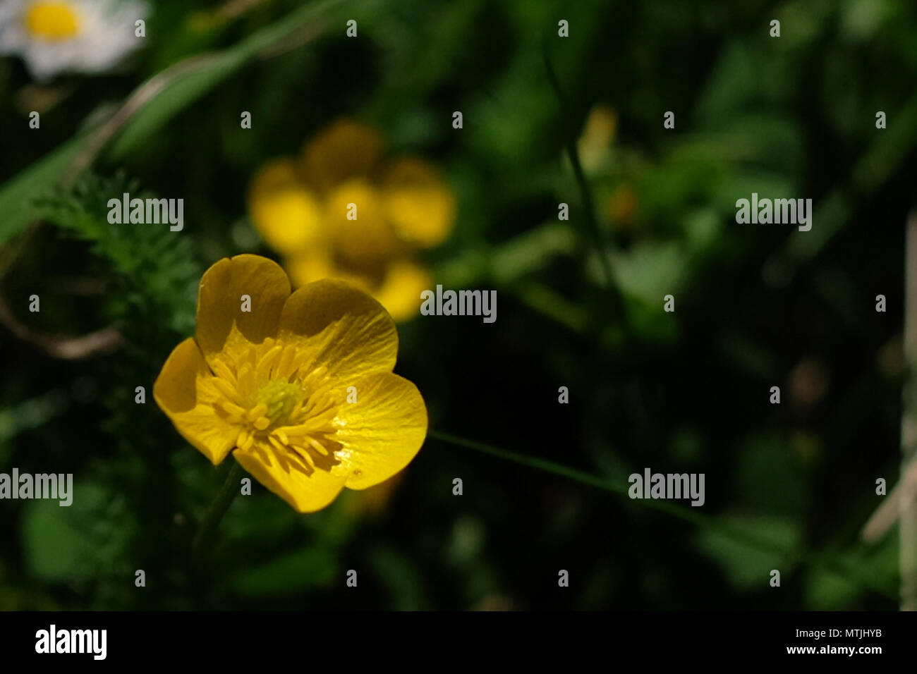buttercup in summer Stock Photo - Alamy