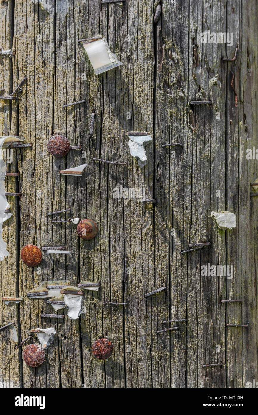 Gnarled wooden noticeboard with rusting old staples and rusty drawing ...