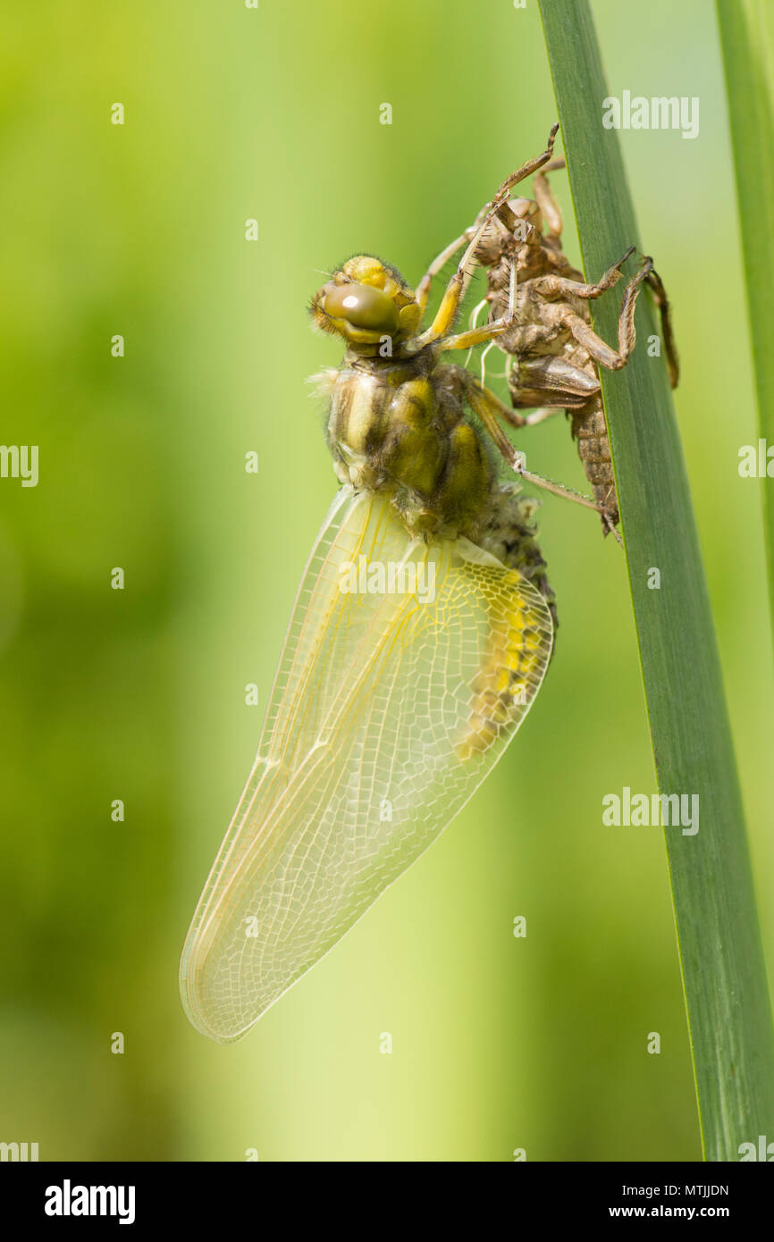 Adult Broad-bodied chaser dragonfly emerging from larval case.. exuvia ...