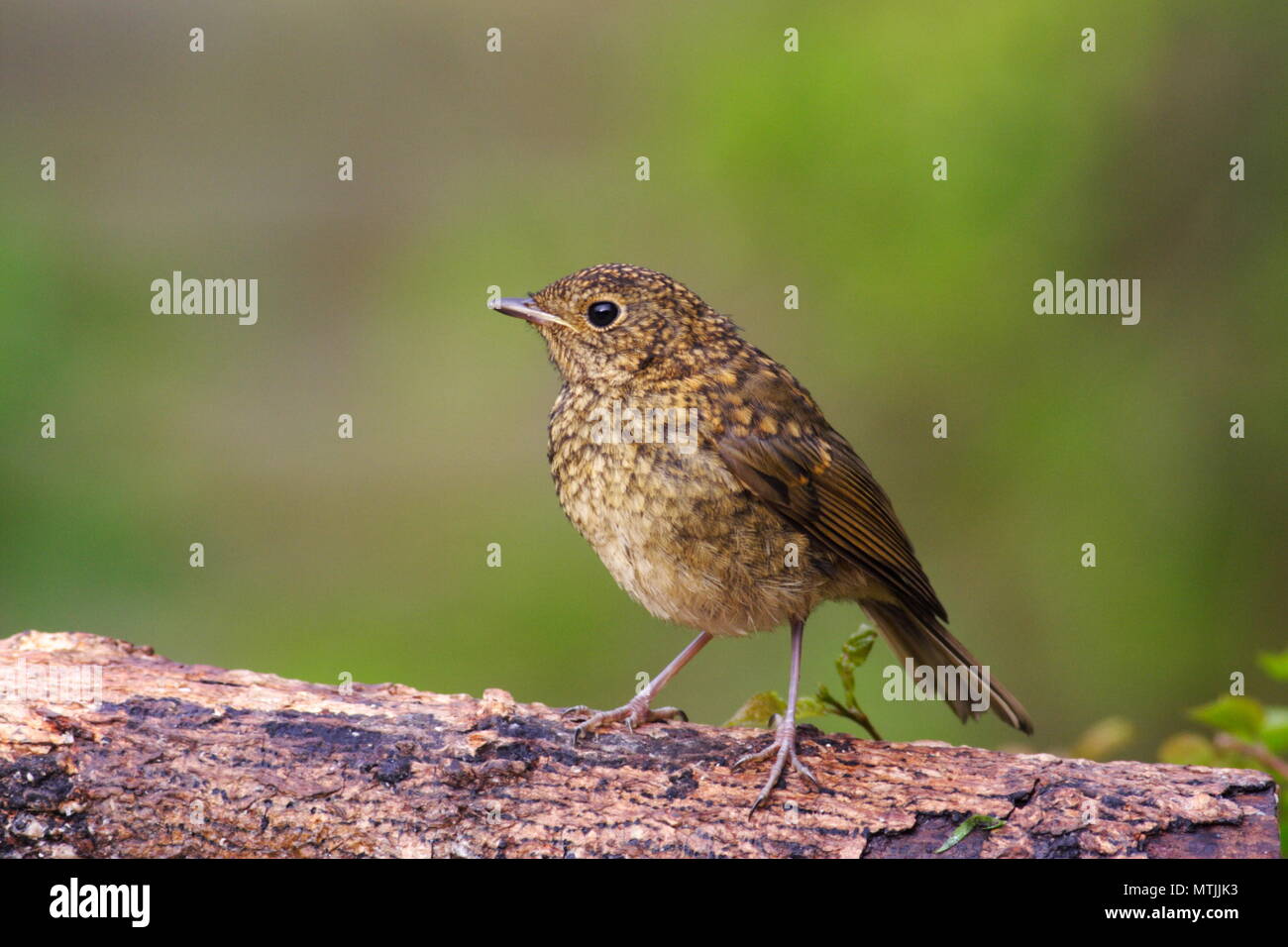 Fledgling European Robin Stock Photo - Alamy