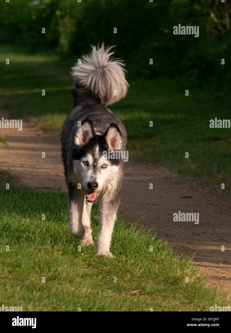 husky dog on evening walk Stock Photo - Alamy