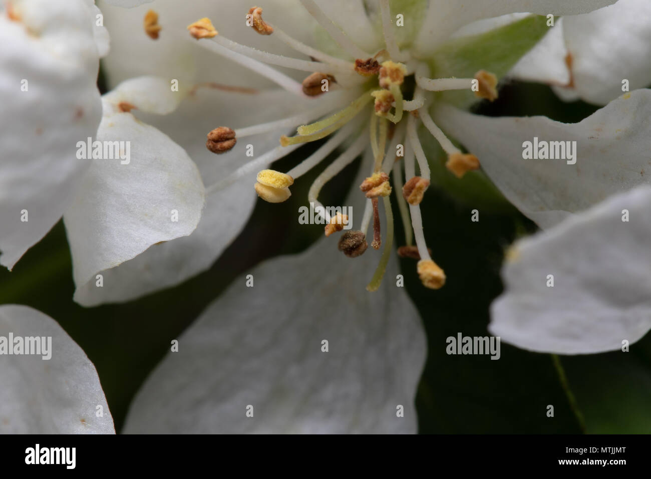 Macro shot showing details inside a small white flower Stock Photo - Alamy