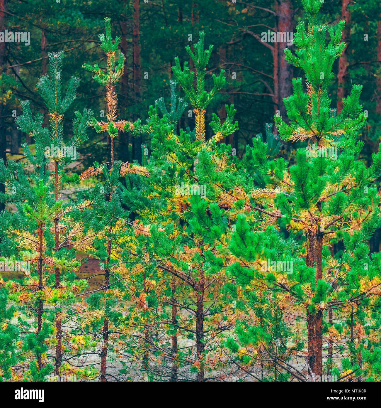 Beautiful nature. Central Europe pine forest. Green landscape Stock ...