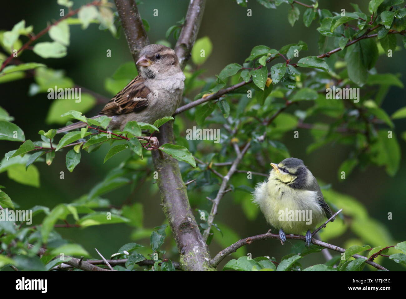 Fledgling Blue Tit and House Sparrow Stock Photo - Alamy