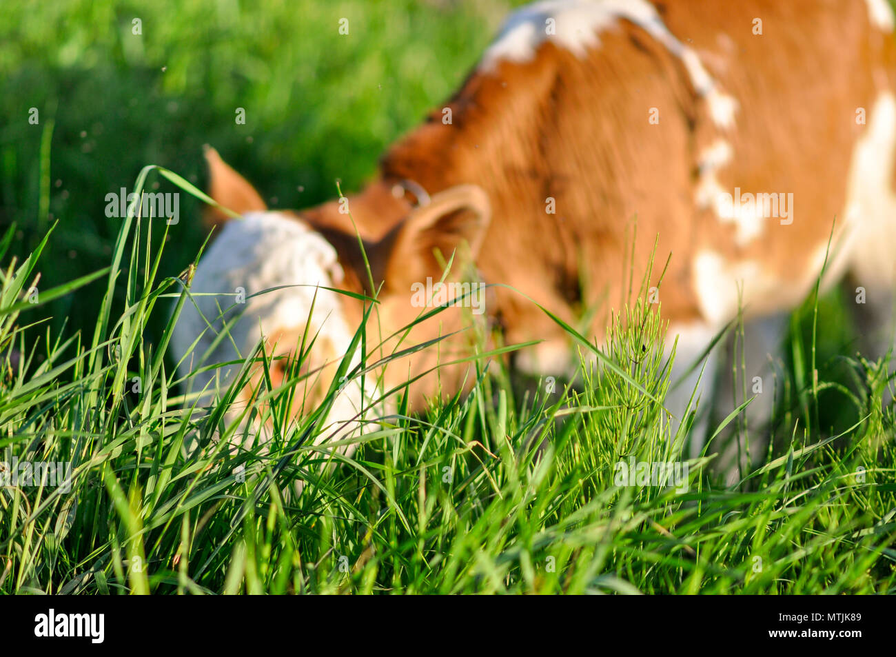 Young calf on the pasture, fragrant grass on the foreground, soft ...