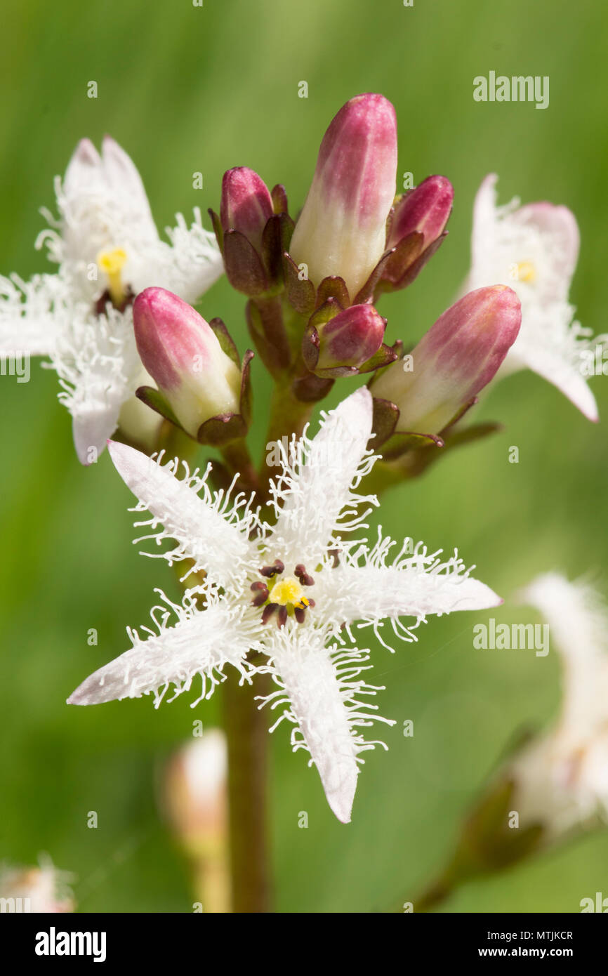 Pondplant hi-res stock photography and images - Alamy