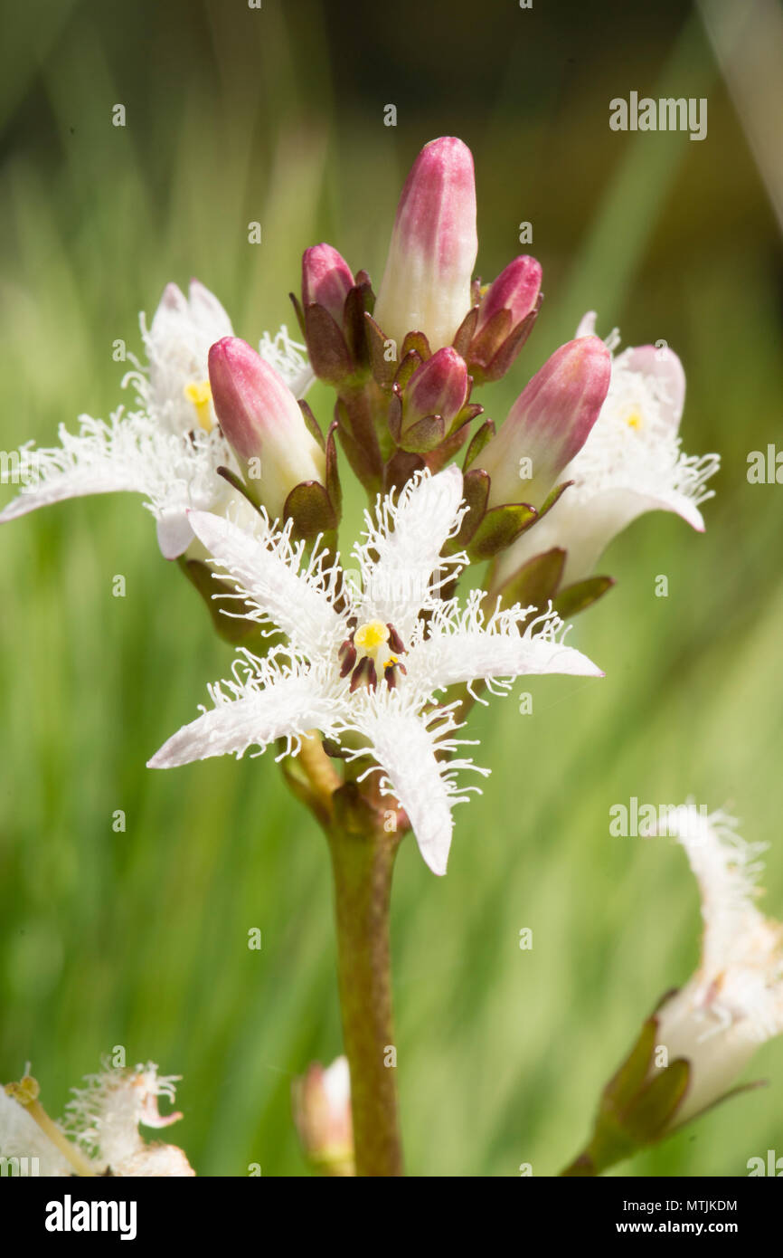 Bogbean, Menyanthes trifoliata, Sussex, UK, May. pondplant Stock Photo ...