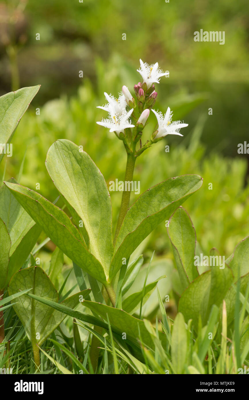 Pondplant hi-res stock photography and images - Alamy