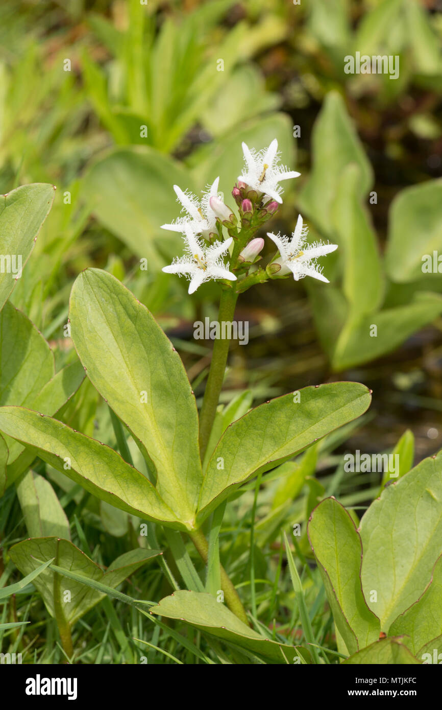 Bogbean menyanthes trifoliata hi-res stock photography and images - Alamy