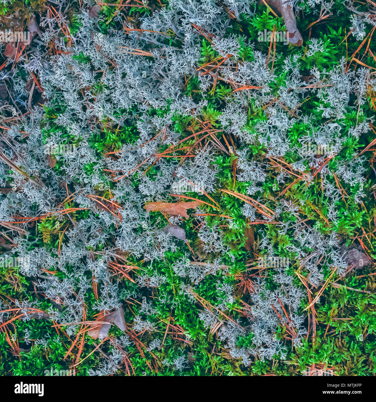 Blue lush moss in a Central Europe forest. Texture of nature Stock ...