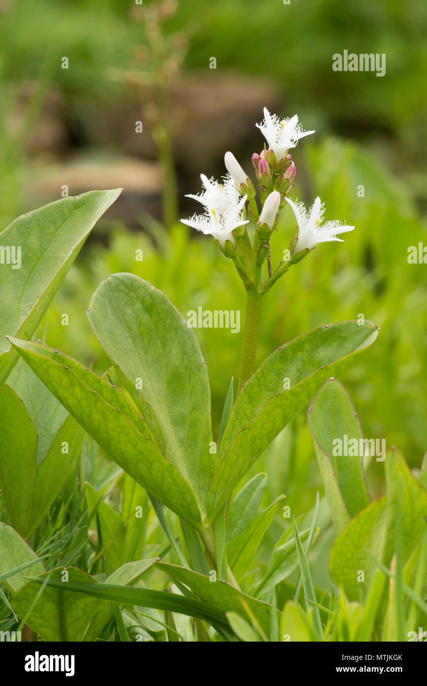 Bogbean, Menyanthes trifoliata, Sussex, UK, May. pondplant Stock Photo ...