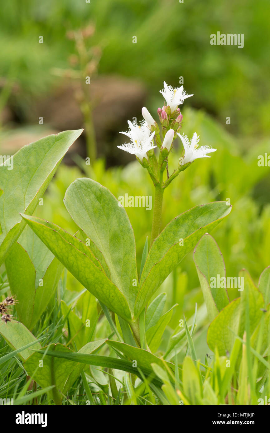 Bogbean, Menyanthes trifoliata, Sussex, UK, May. pondplant Stock Photo ...