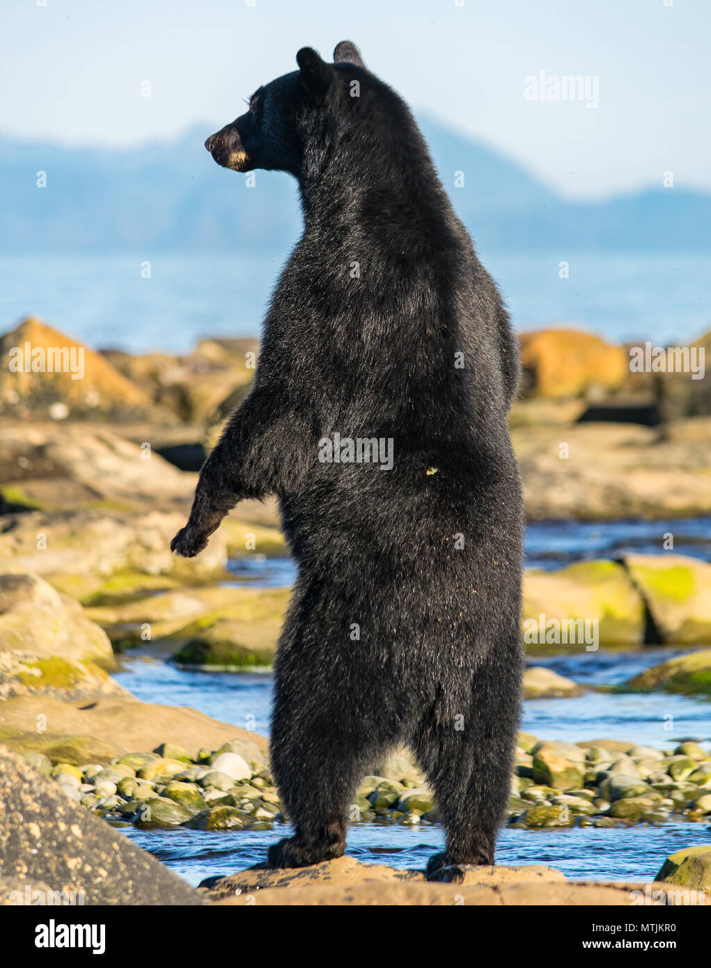 On the Lookout Stock Photo - Alamy