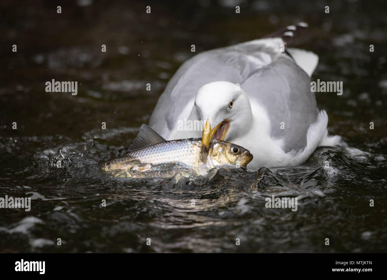 Seagull eating a fish Stock Photo - Alamy