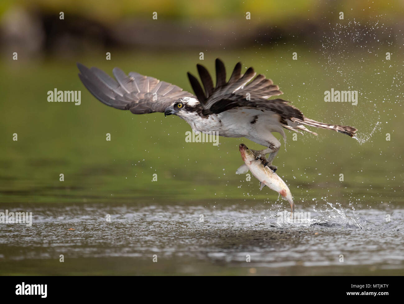 Osprey flying feet hi-res stock photography and images - Alamy