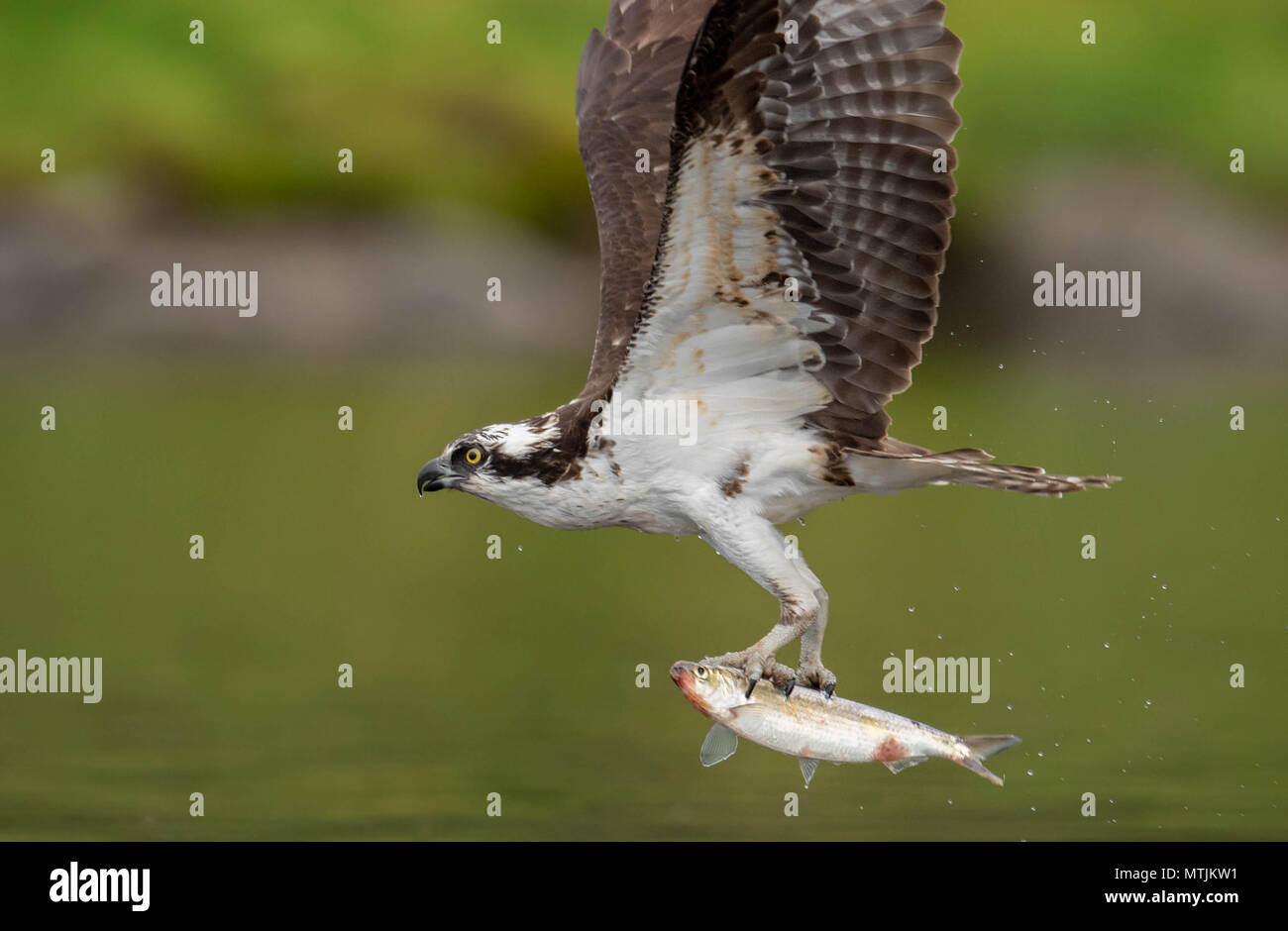 Osprey flying feet hi-res stock photography and images - Alamy