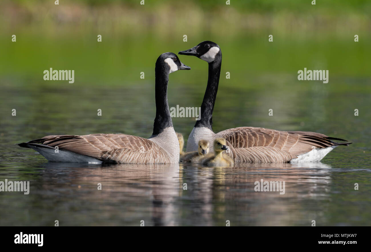 Florida wild goose hi-res stock photography and images - Alamy