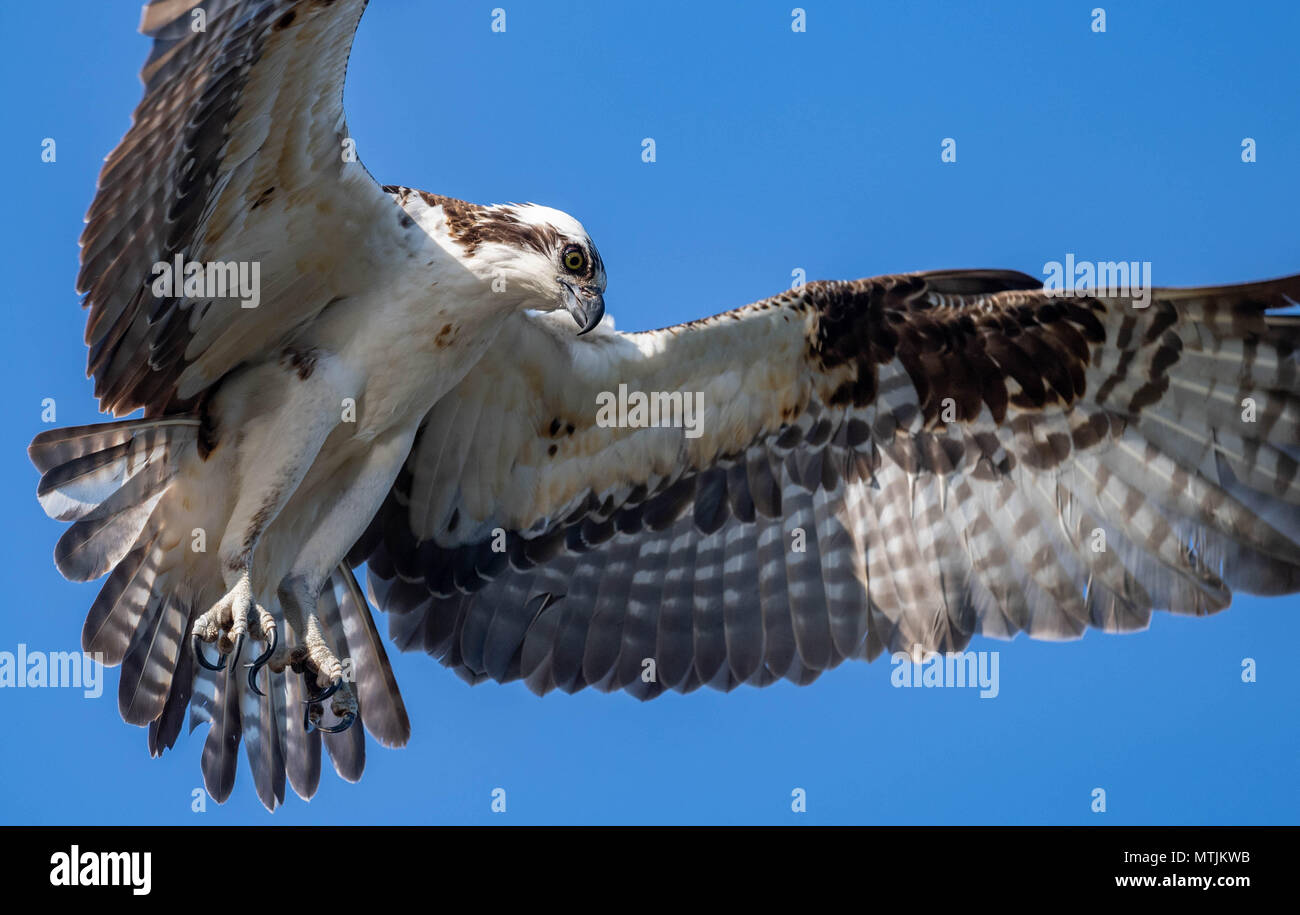 Osprey flying feet hi-res stock photography and images - Alamy
