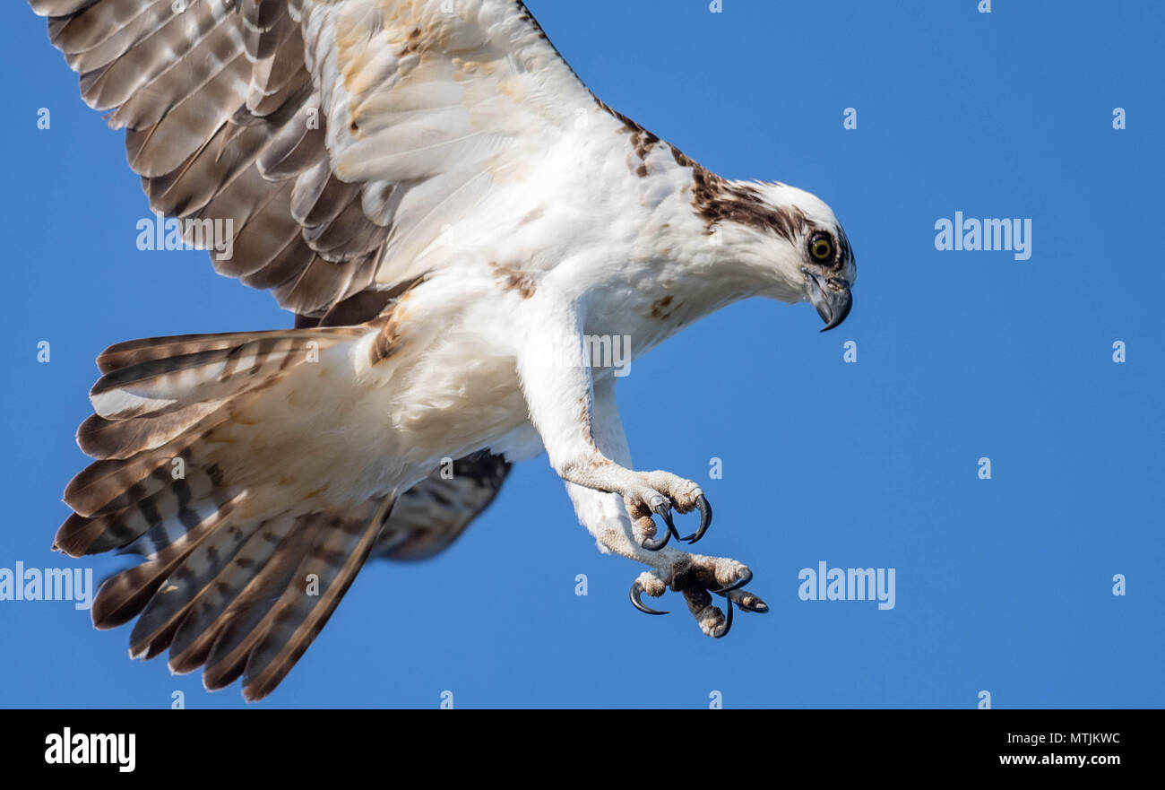 Osprey flying feet hi-res stock photography and images - Alamy