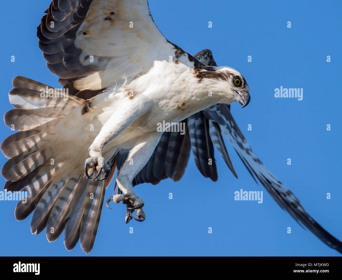 Osprey flying feet hi-res stock photography and images - Alamy