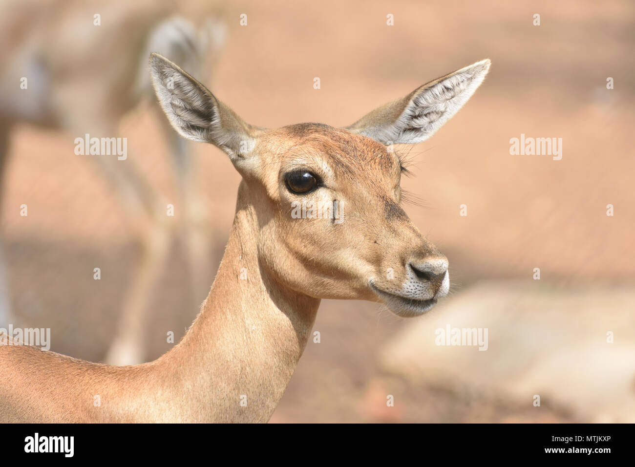 Black bucks nepal hi-res stock photography and images - Alamy