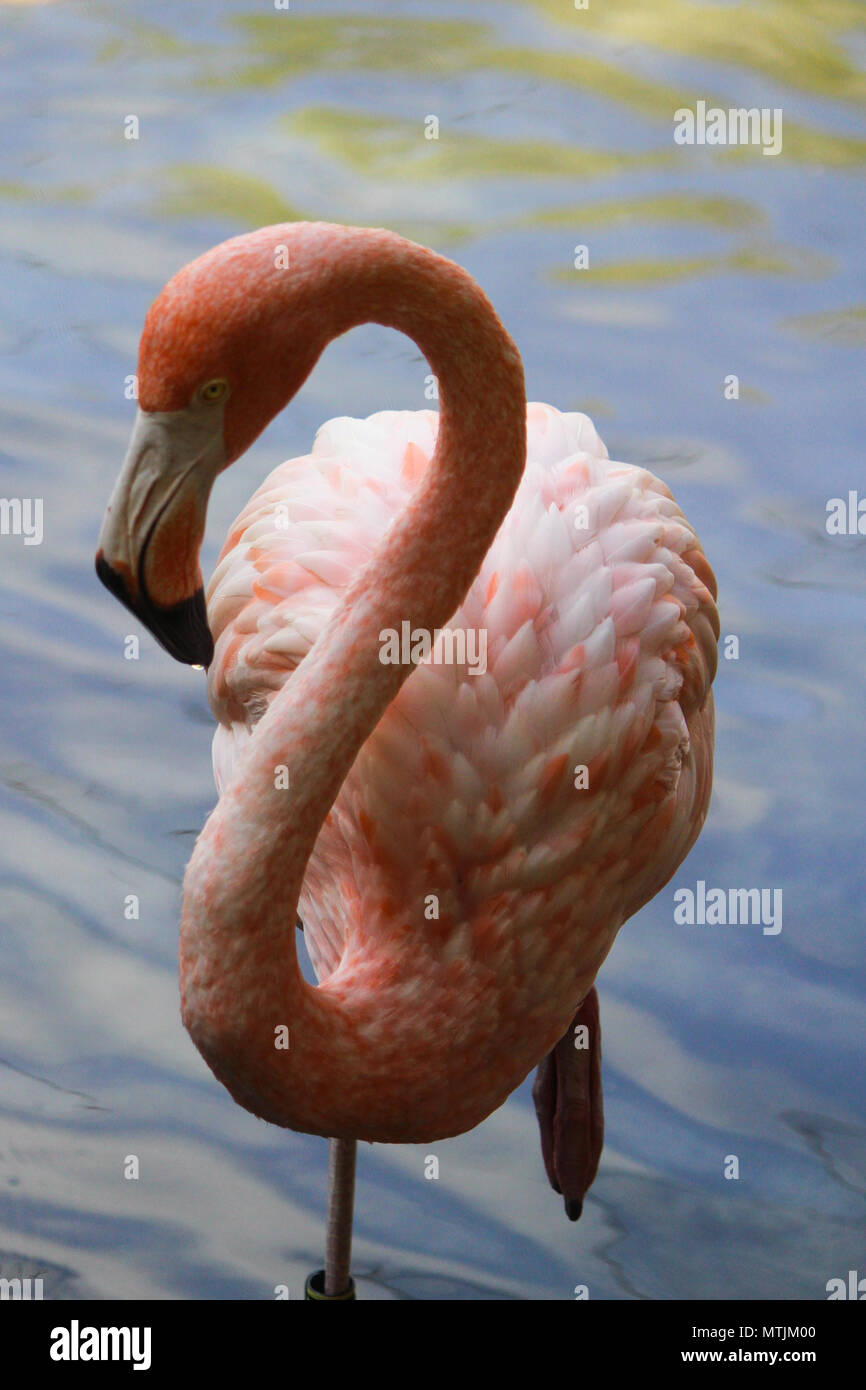 Exotic portrait shot of young American flamingo wading in shallow water ...