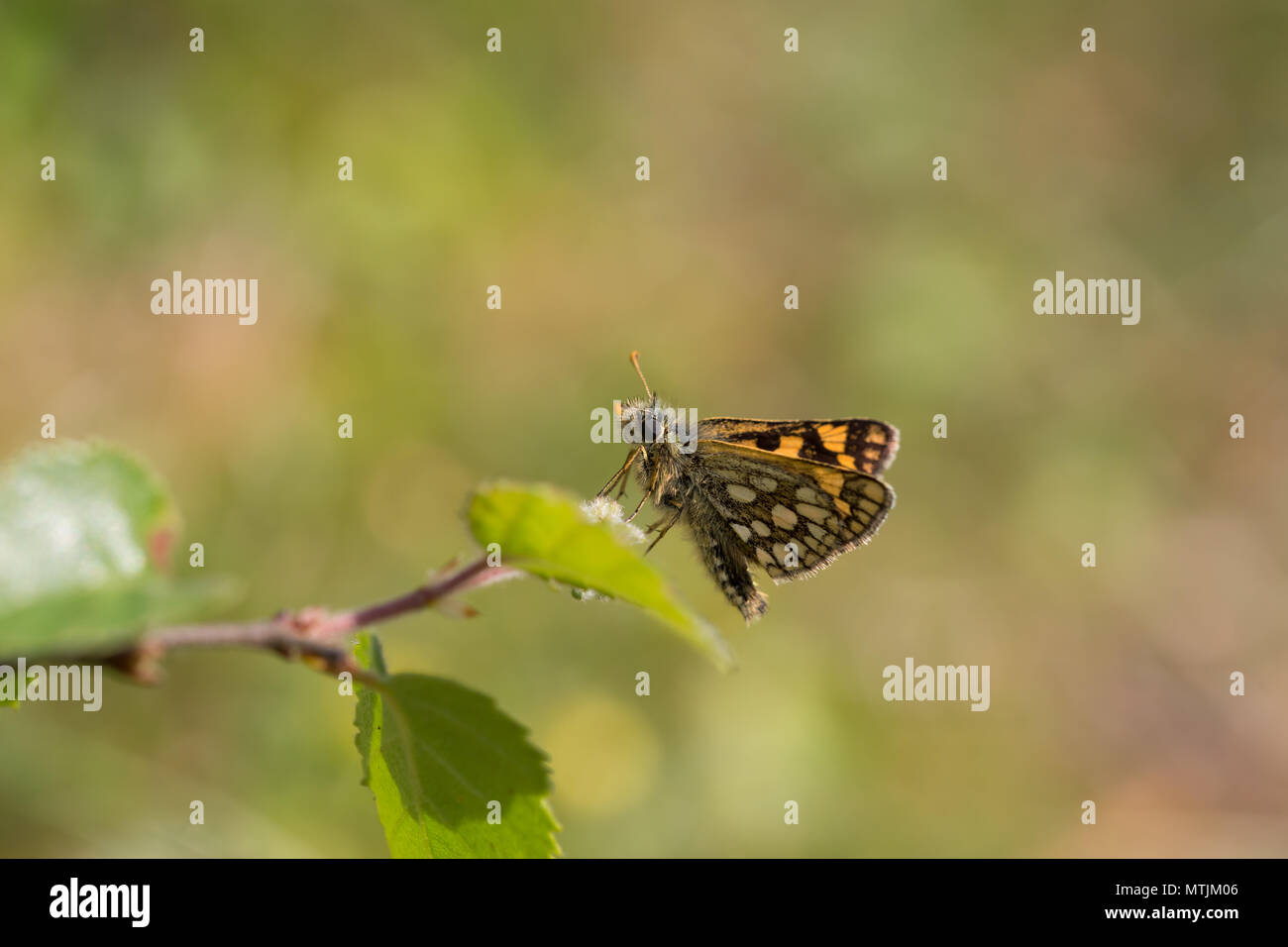 Chequered skipper butterfly scotland hi-res stock photography and ...