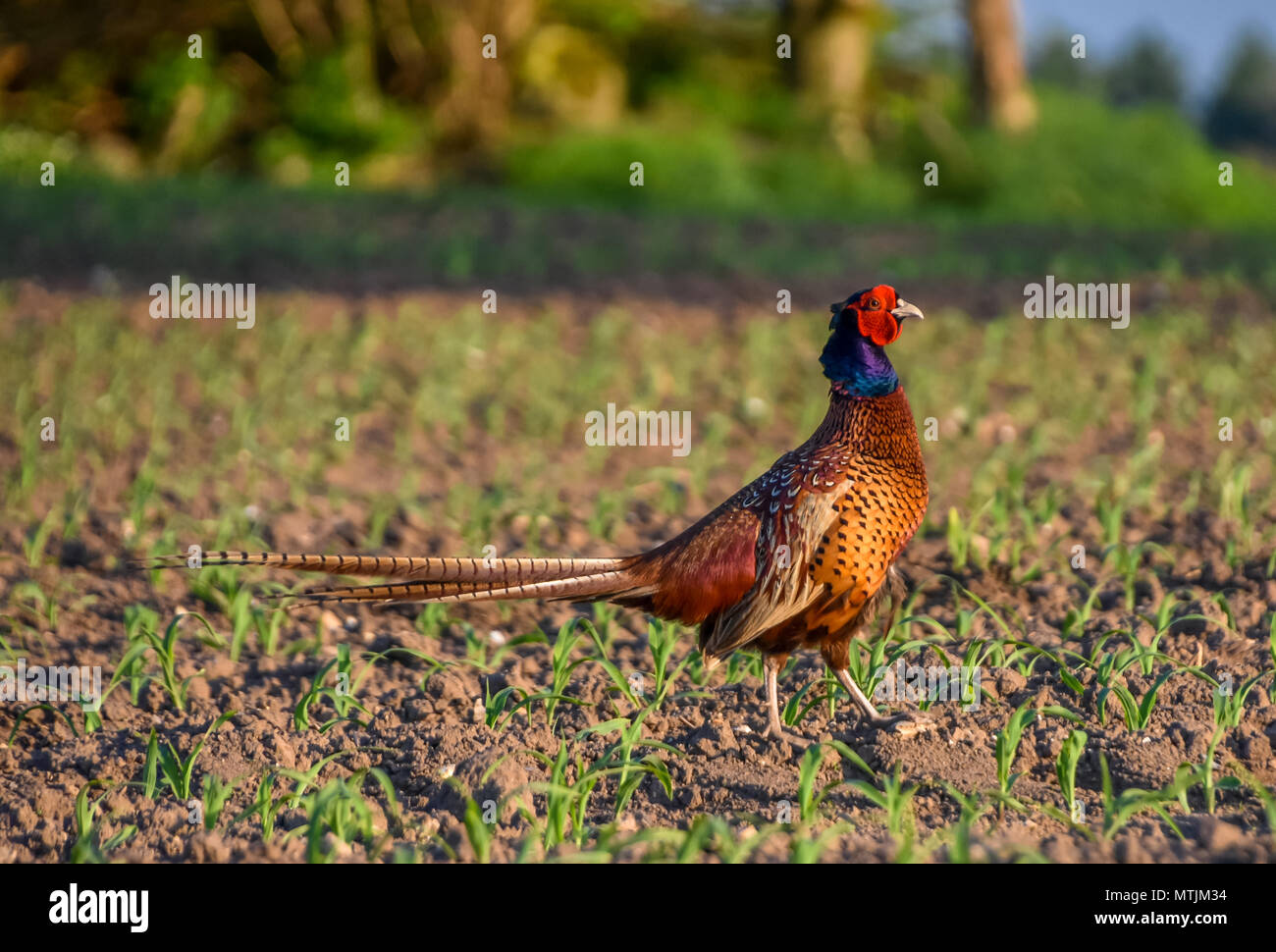 Rooster in landscape hi-res stock photography and images - Alamy