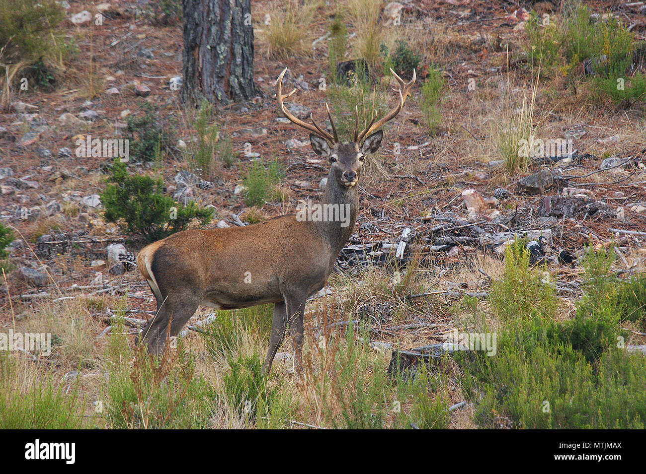Red deer (Cervus elaphus) in the wild, in Spain Stock Photo - Alamy