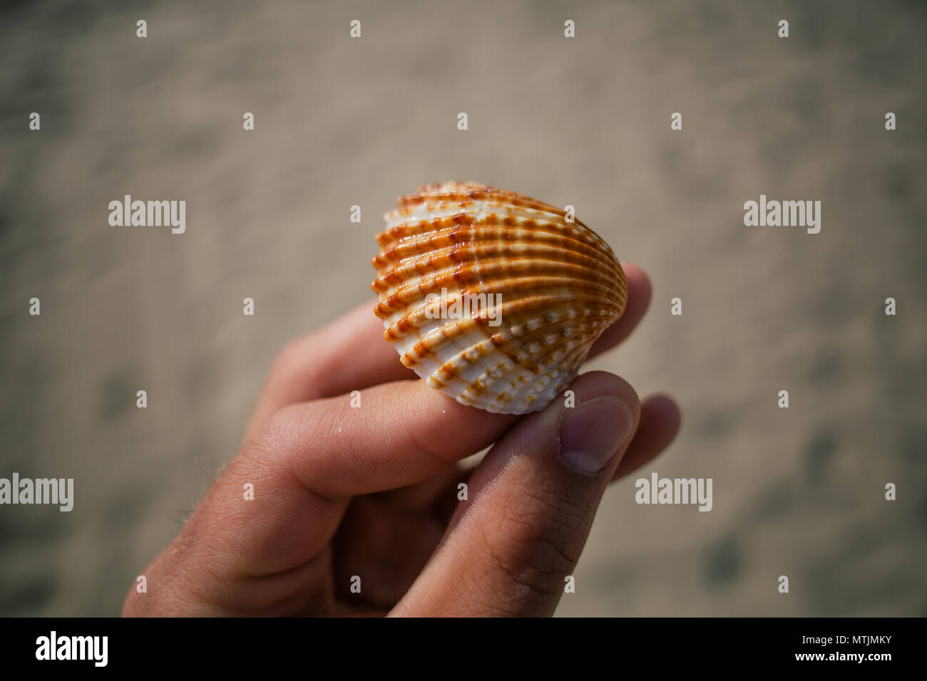 Seashells in the hands, adriatic sea Italia coast apulia Stock Photo ...