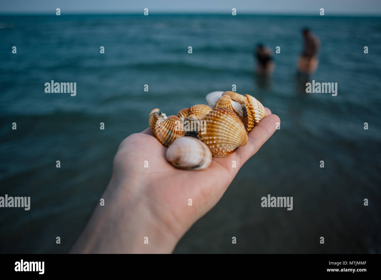Seashells in the hands, adriatic sea Italia coast apulia Stock Photo ...