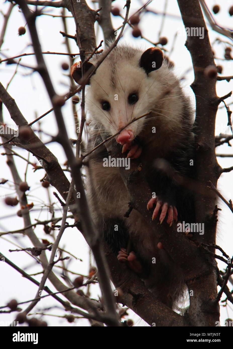 Animal airlift hi-res stock photography and images - Alamy