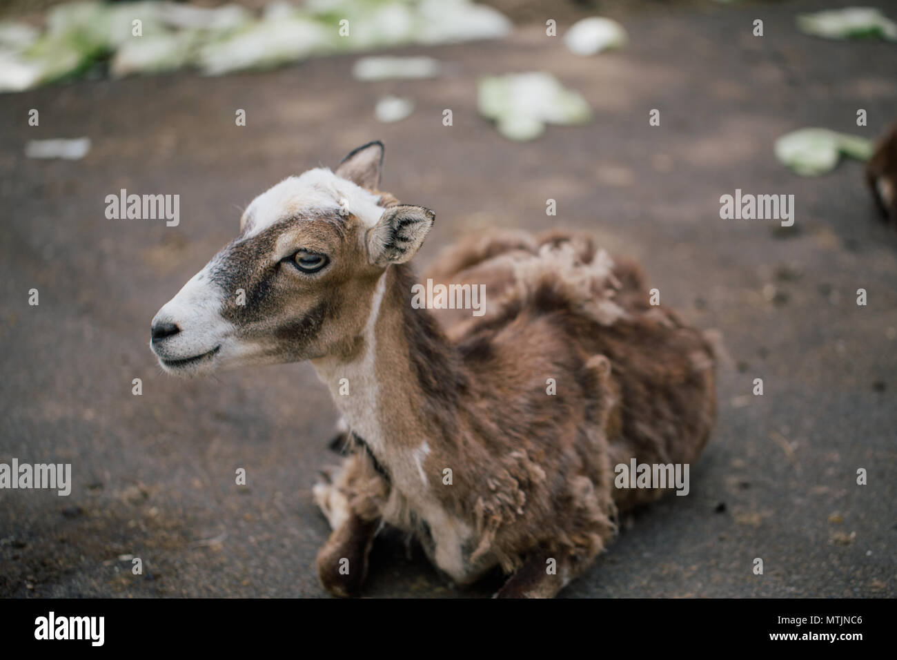 Roe deer in the Fasano apulia Italy Stock Photo - Alamy