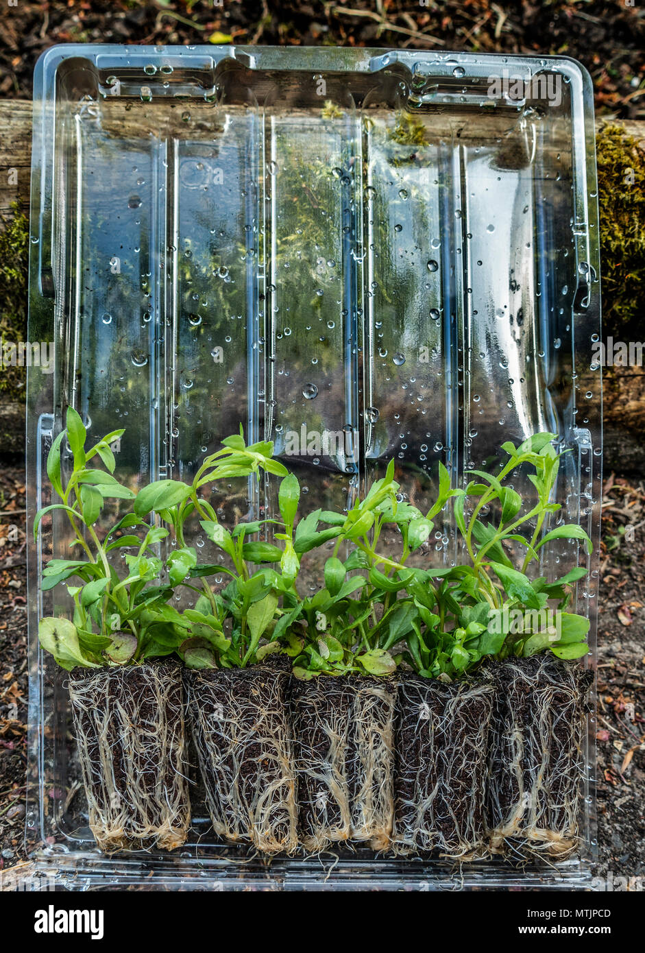 Five Erigeron karvinskianus, aka Mexican Fleabane, seedlings as posted ...