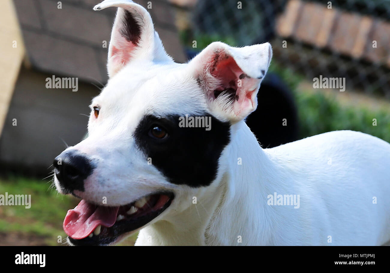 Meet Athena, she is a 3 year old Husky/Dalmation mix, she arrived at ...