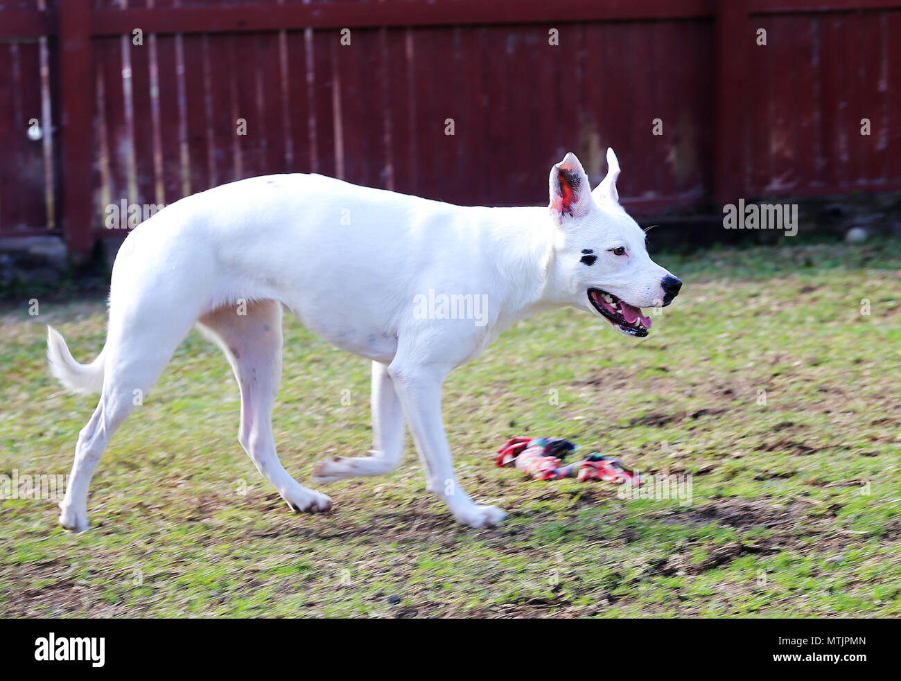 Meet Athena, she is a 3 year old Husky/Dalmation mix, she arrived at ...