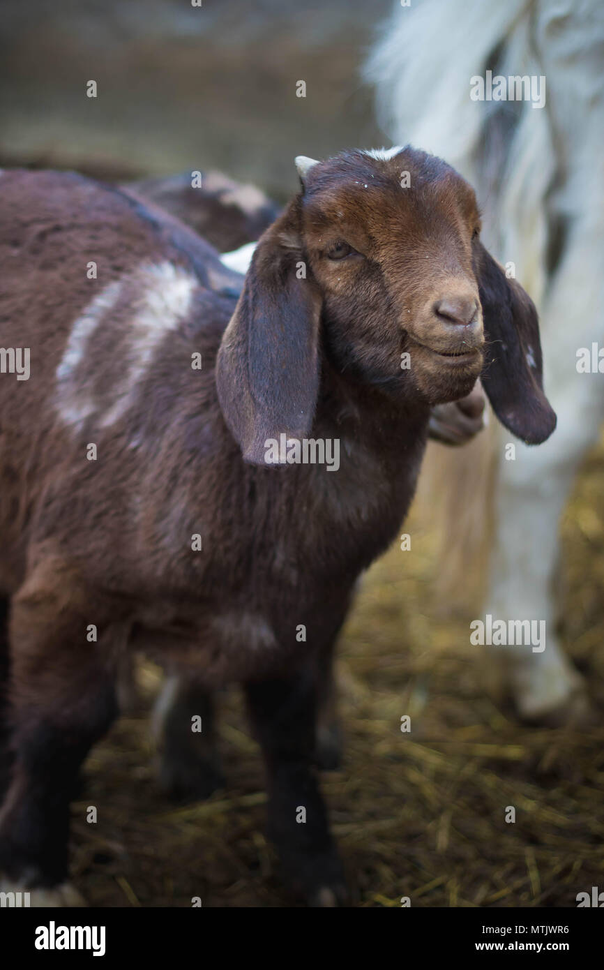 Capra baby hi-res stock photography and images - Alamy