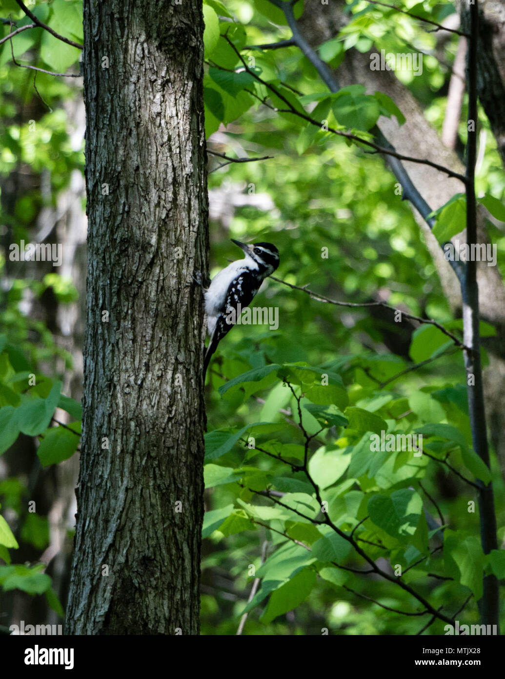American three-toed woodpecker Stock Photo - Alamy