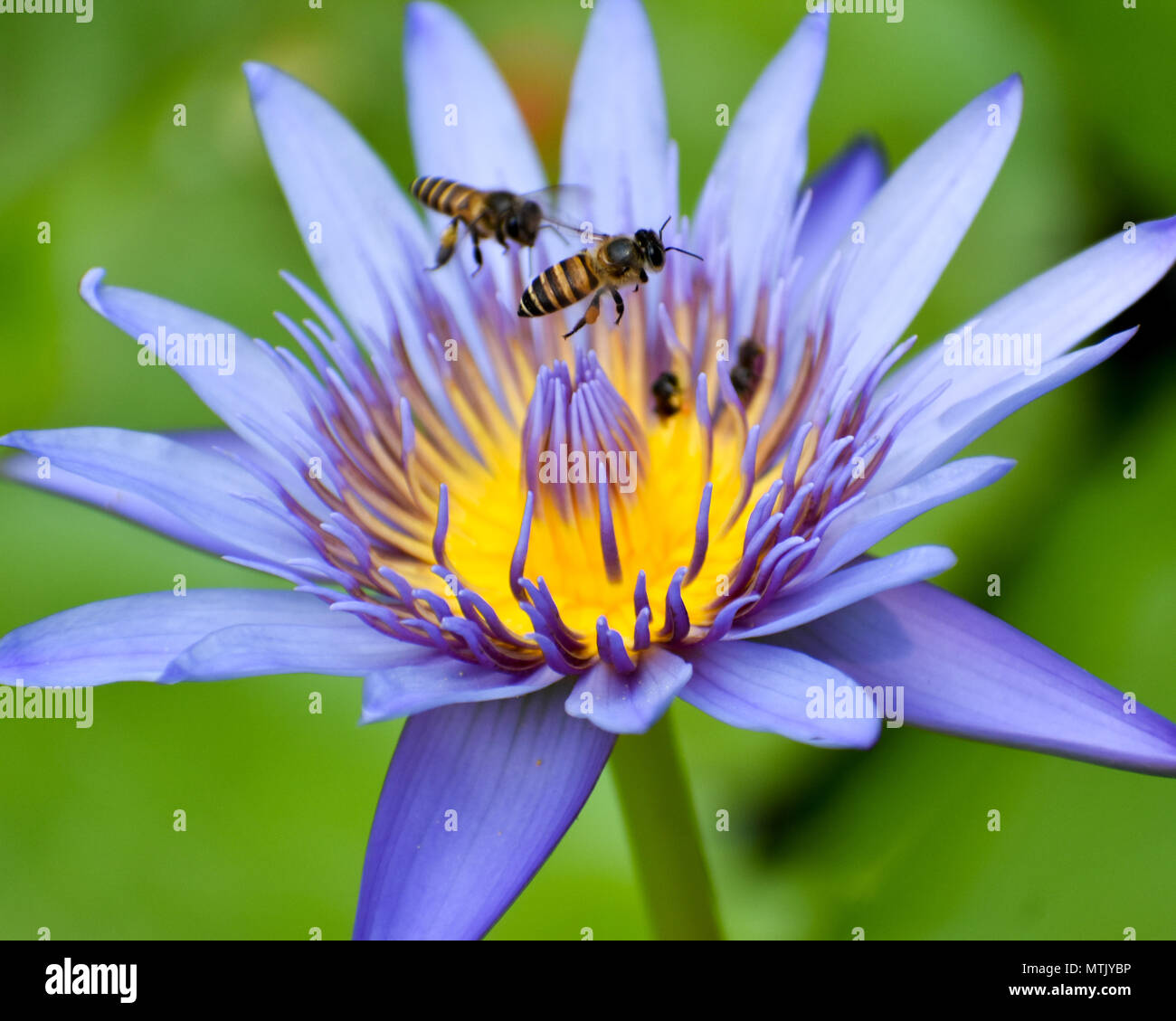 Bees fly above a purple lotus flower Stock Photo - Alamy
