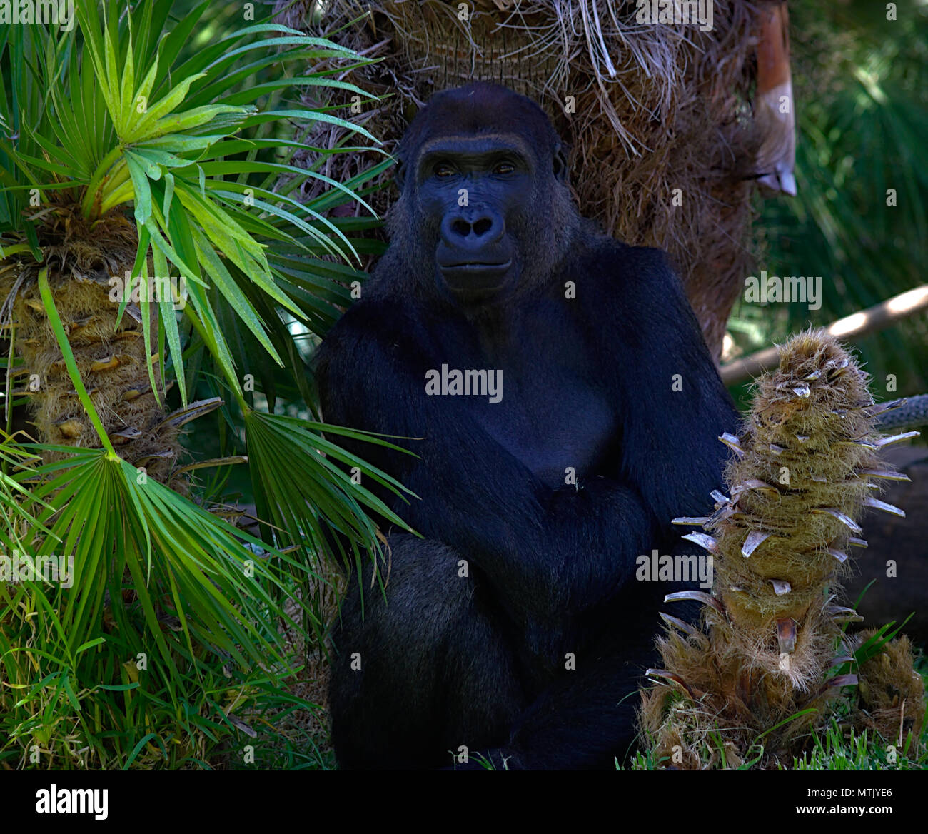 Gorilla face detail hi-res stock photography and images - Alamy